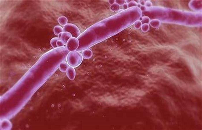 The 5 Best Yeast Infection Creams For Men - Trusted And Empathetic ...